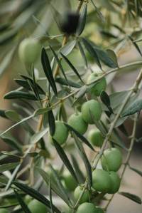 What Are the Best Trees to Grow in Malta? – Love for Gardens
