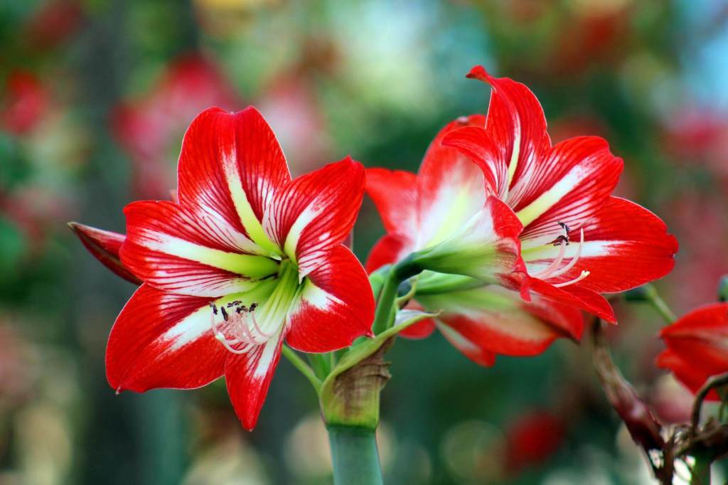 The Ultimate Guide to Trees and Gardening in Malta – Love for Gardens