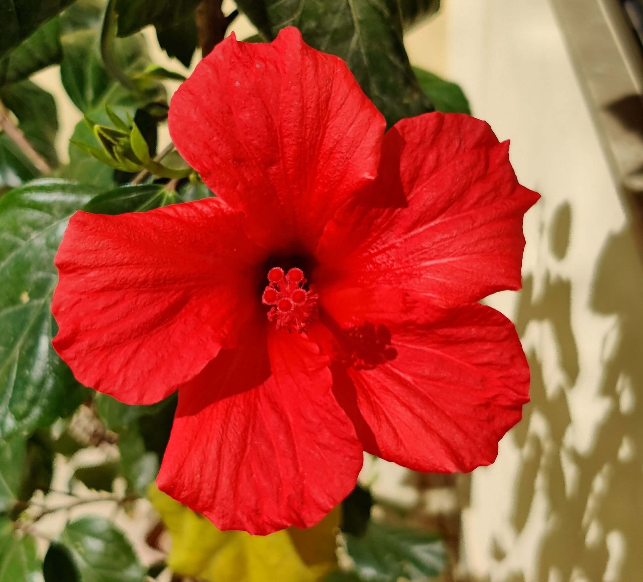 hibiscus-flower – Love for Gardens