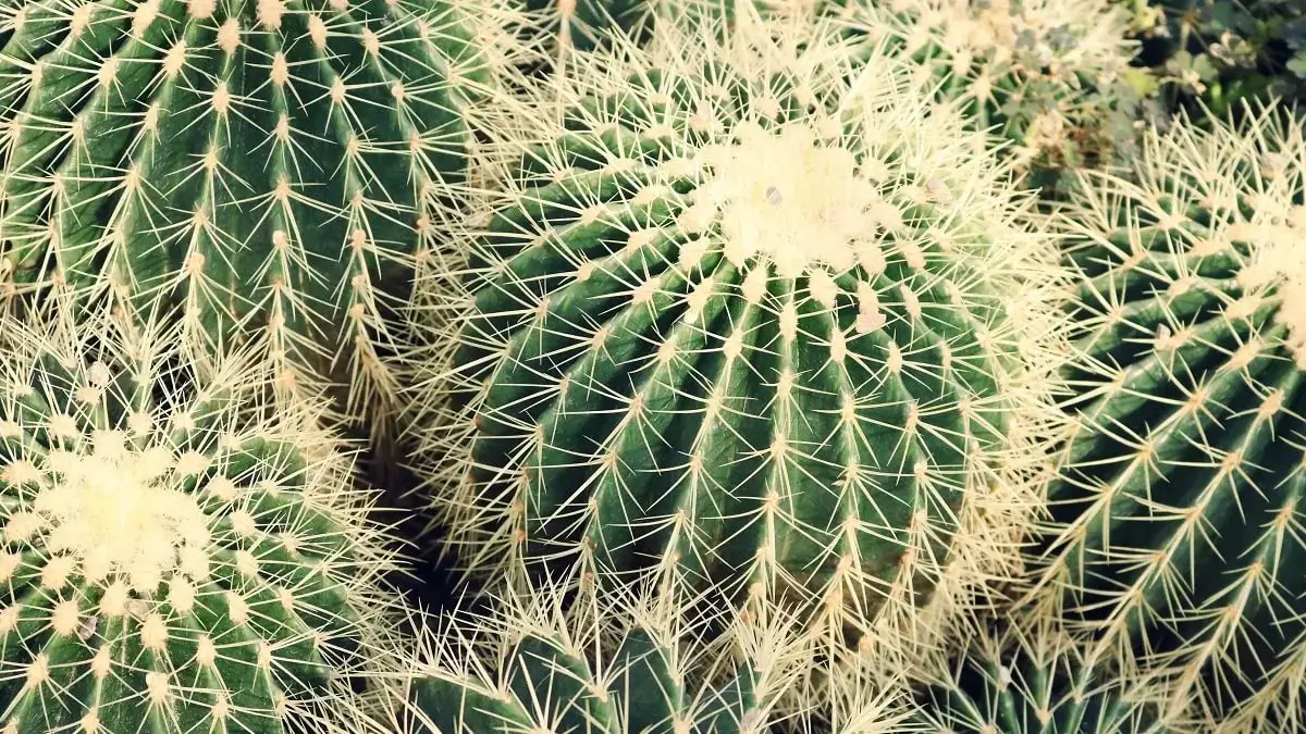 Life is tough, but so are cacti! – Love for Gardens