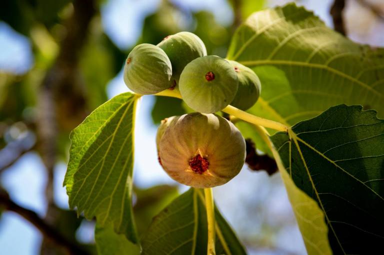 The Ultimate Guide to Trees and Gardening in Malta – Love for Gardens