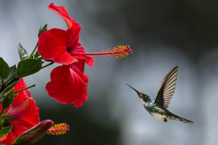 The Ultimate Guide to Trees and Gardening in Malta – Love for Gardens