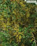 The Carob Tree in Malta: Unveiling a Timeless Maltese Treasure with ...