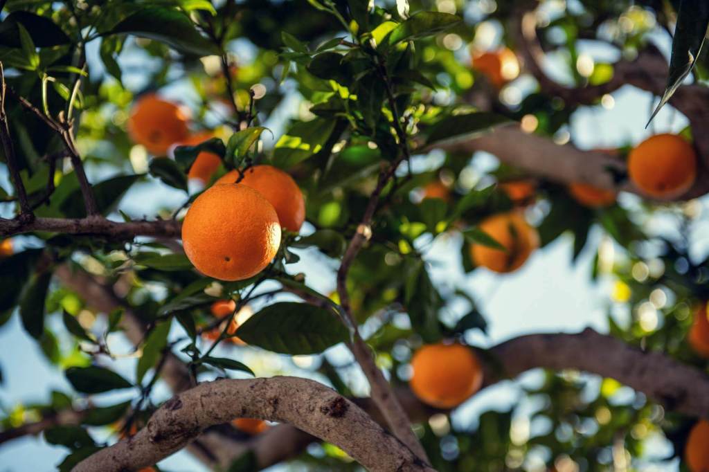 What Are the Best Trees to Grow in Malta? – Love for Gardens