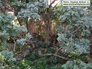 The Carob Tree in Malta: Unveiling a Timeless Maltese Treasure with ...