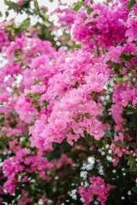 Flowers in Malta: Seasonal Blooms, Gardening Tips & Local Resources ...