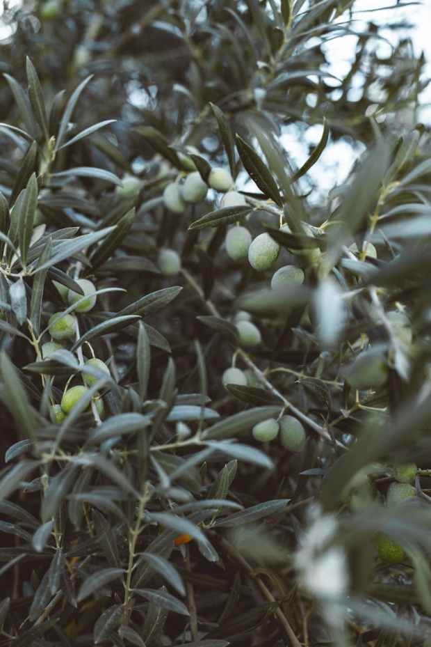 Flowers in Malta: Seasonal Blooms, Gardening Tips & Local Resources ...